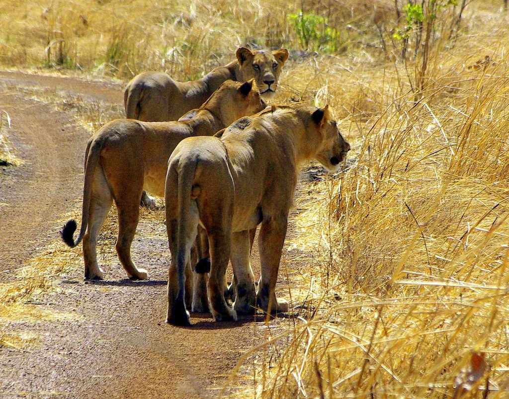 Northern Lion in January 2007 by ONG OeBenin · iNaturalist