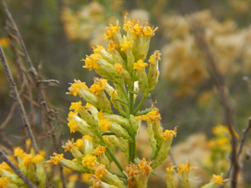 Genus Xylothamia · iNaturalist