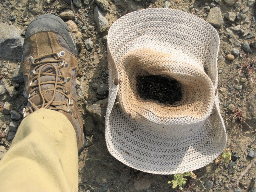 Brown Bear from Kaleybar, East Azerbaijan Province, Iran on August 9 ...