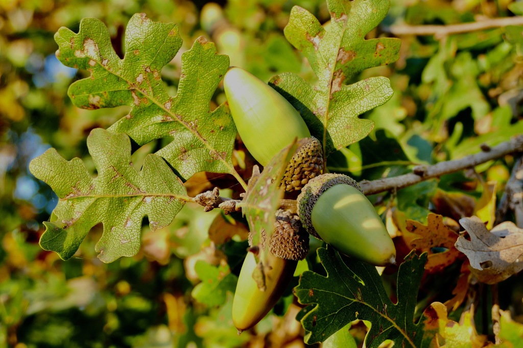 valley oak from Deer Flat Rd, Groveland, CA 95321, USA on November 10 ...