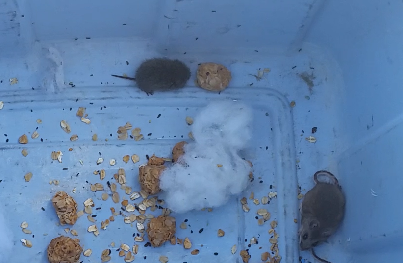 Microtus montanus (Peale, 1848)