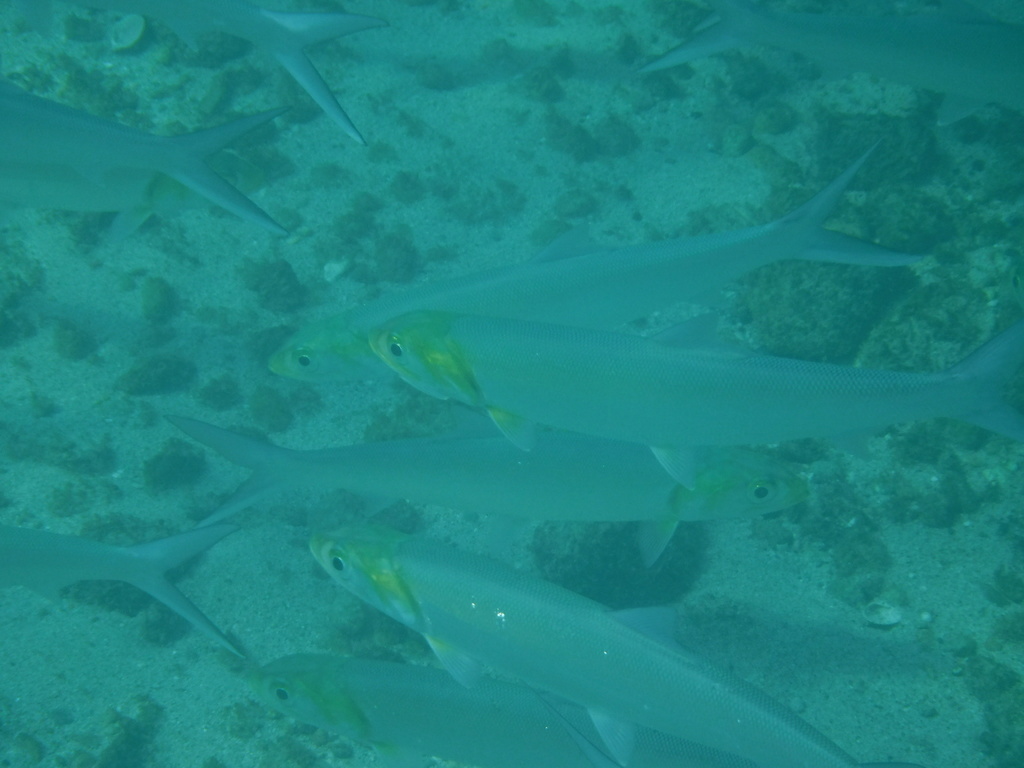 Machete (Elops affinis) - Marine Life Identification