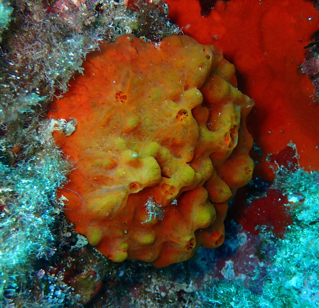 Oyster Sponge from Île de Port-Cros, Hyères, France on August 30, 2025 ...