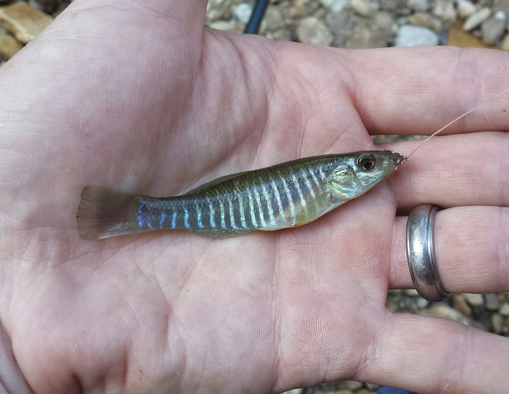 Banded Killifish (Fundulus diaphanus) - Marine Life Identification