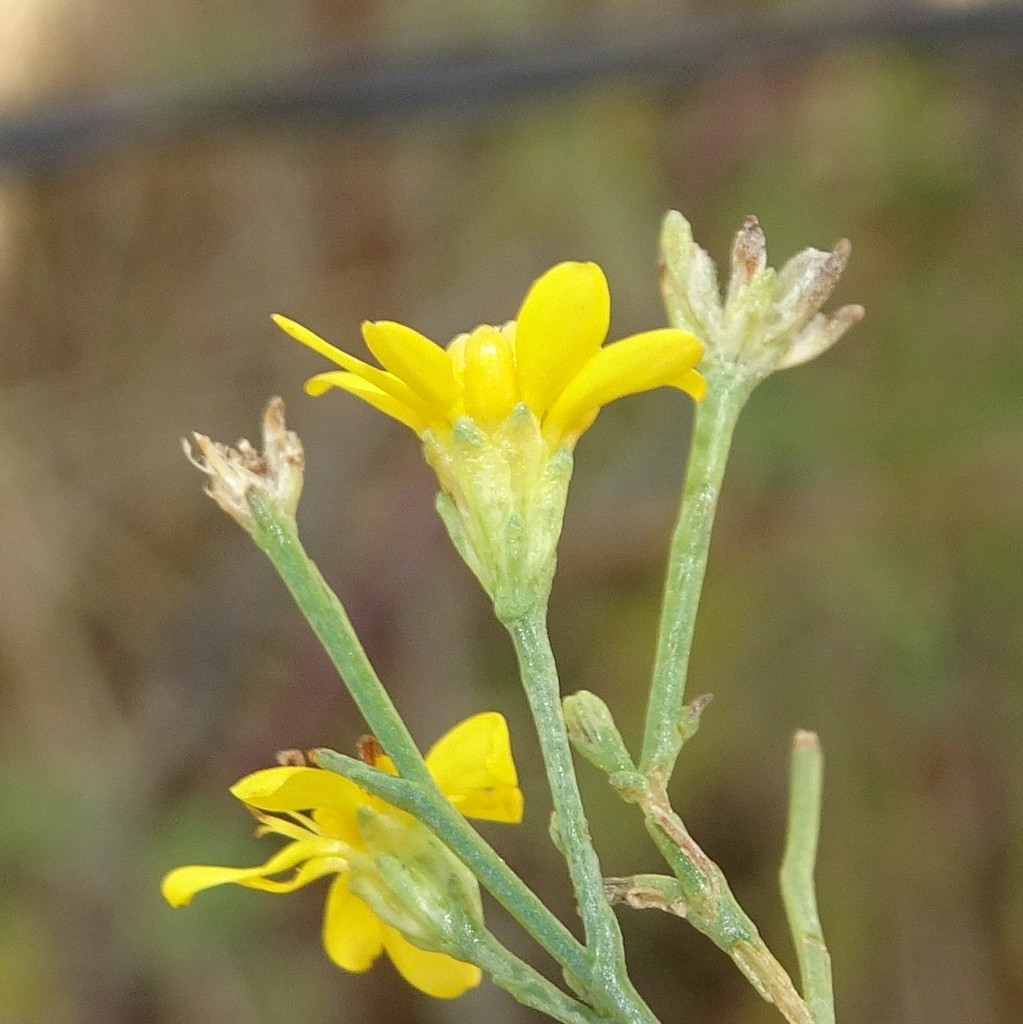 Texas Snakeweed (Gutierrezia texana) - Botanical Realm