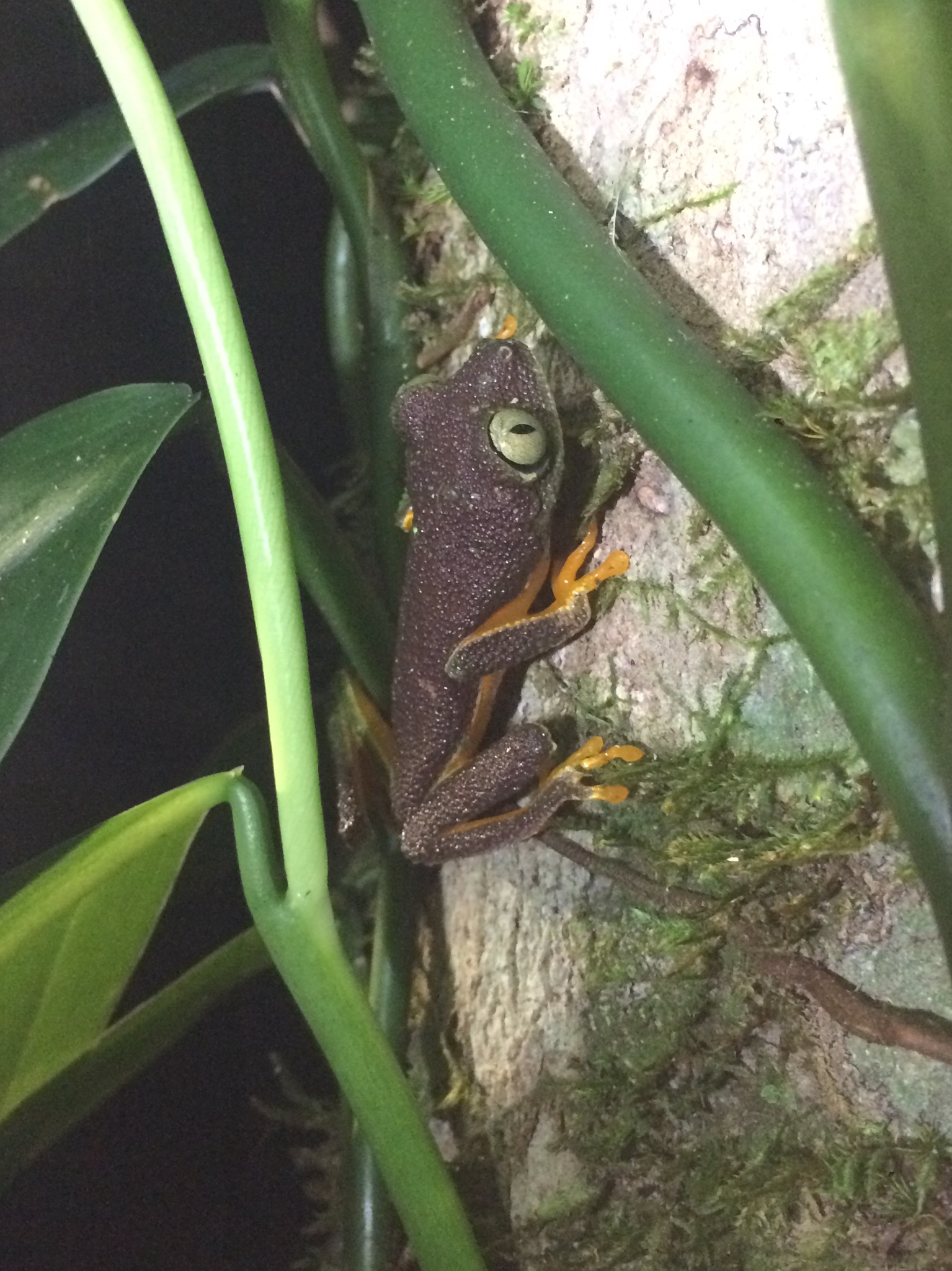 Hylomantis Peters, 1873