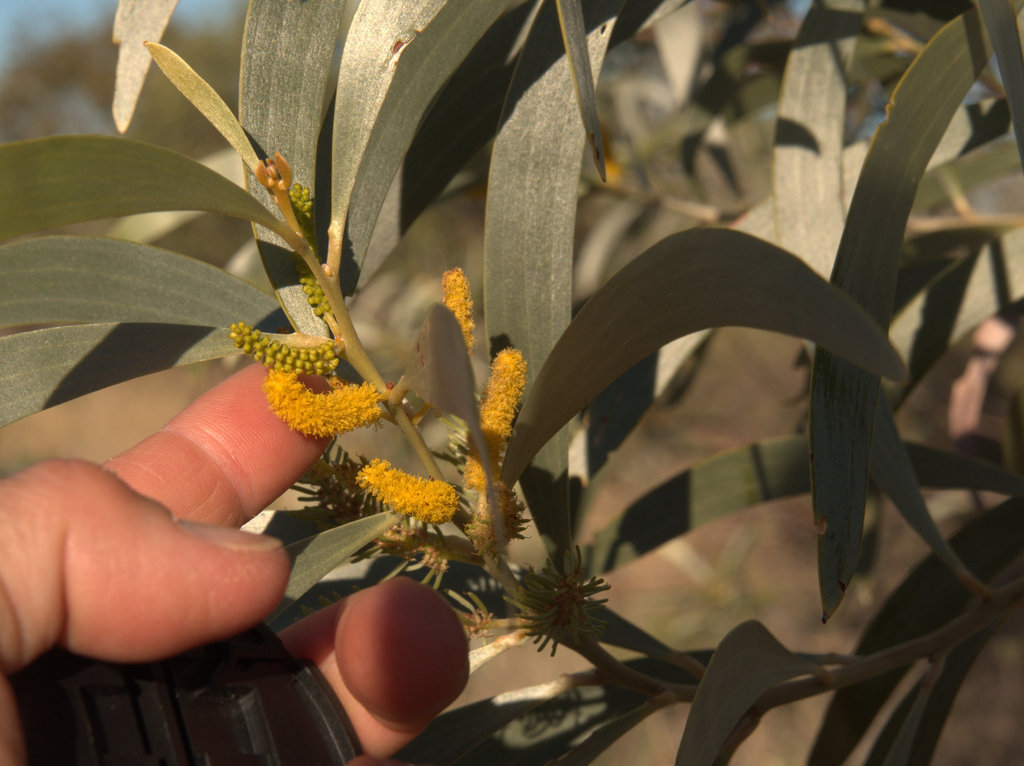 Snake-wood (Acacia xiphophylla) - Botanical Realm