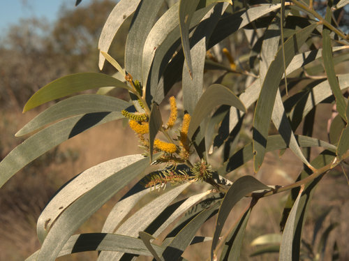 Snake-wood (Acacia xiphophylla) · iNaturalist