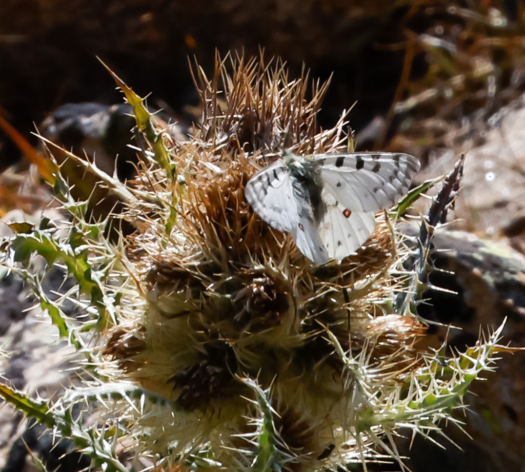 Rocky Mountain Parnassian from Larimer County, CO, USA on August 28 ...