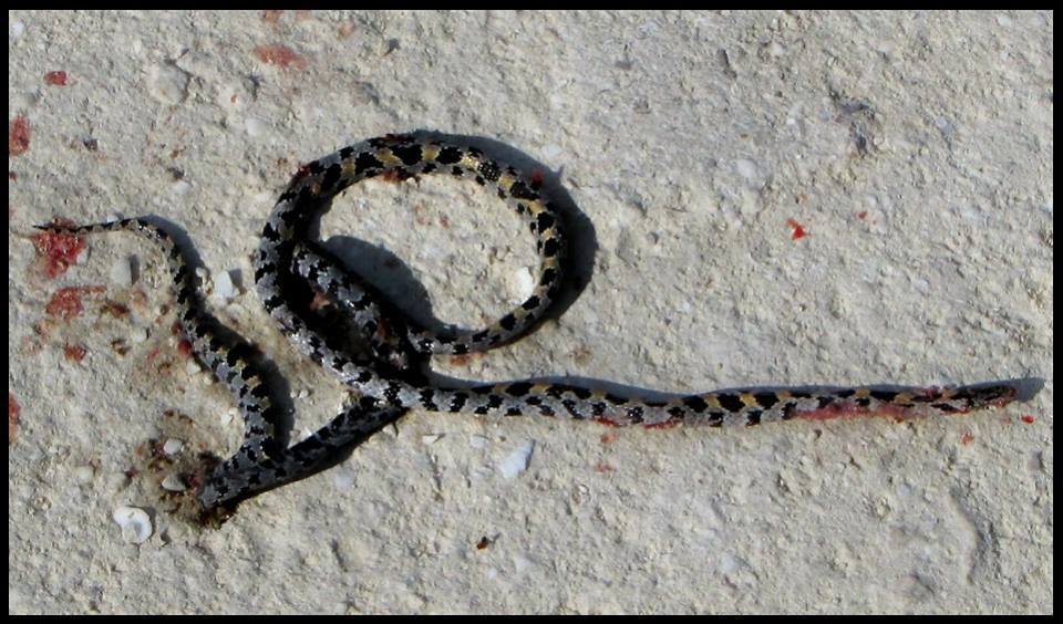 Short-tailed Snake in November 2013 by Mark Kenderdine · iNaturalist