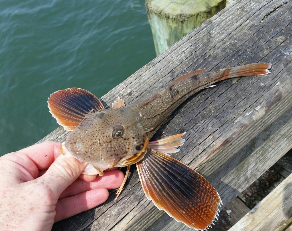 Striped Searobin (Prionotus evolans) - Marine Life Identification