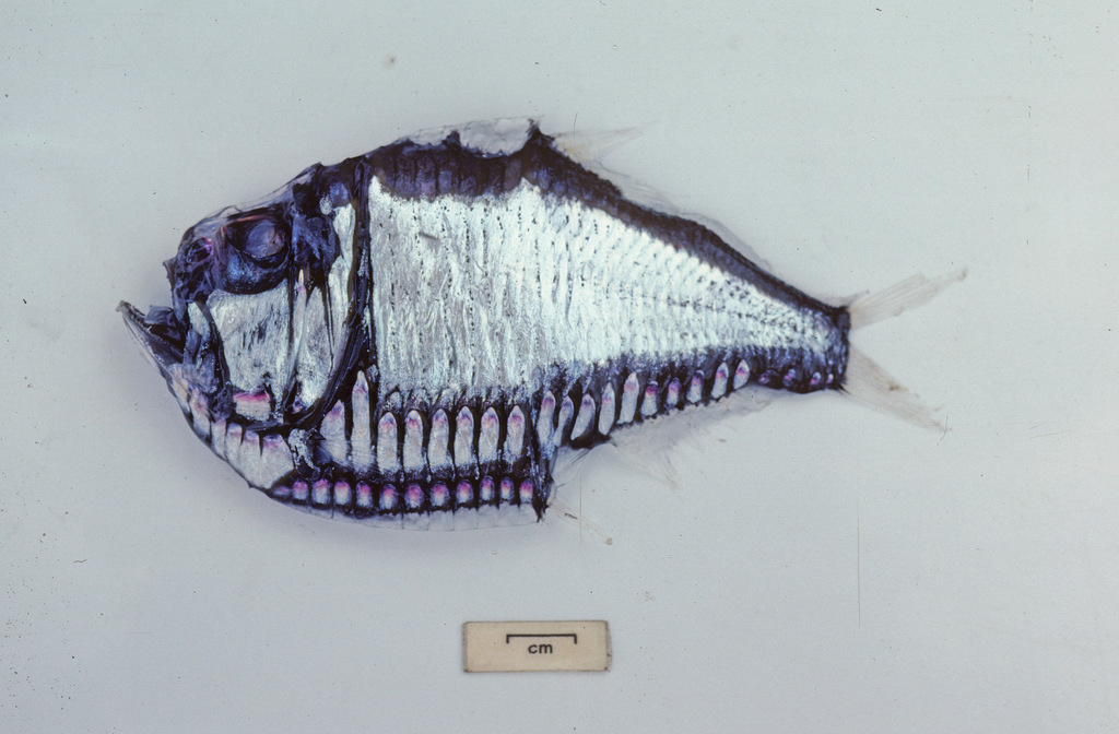 Giant Hatchetfish (Argyropelecus gigas) - Marine Life Identification