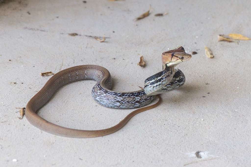 Copperhead Rat Snake from Nong Lom, Hang Chat District, Lampang ...