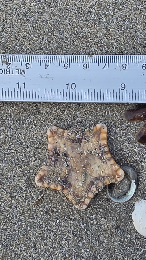 Common Biscuit Star from Glenelg SA 5045, Australia on September 4 ...