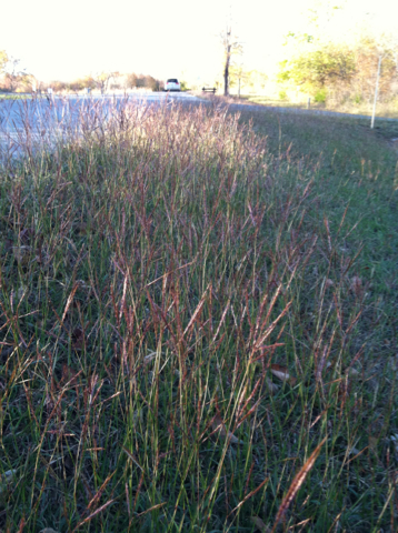 king ranch bluestem (Plants of Dallas/Fort Worth) · iNaturalist