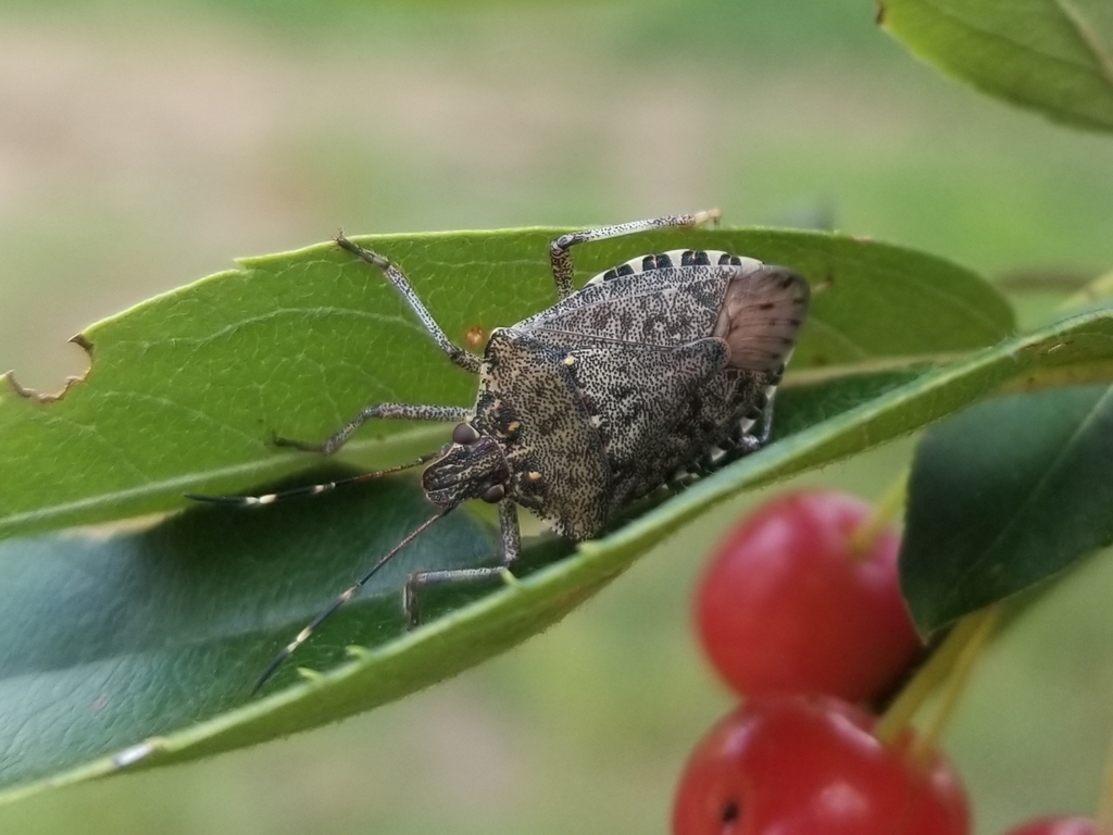 Brown Marmorated Stink Bug from Ringoes, NJ 08551, USA on September 3 ...