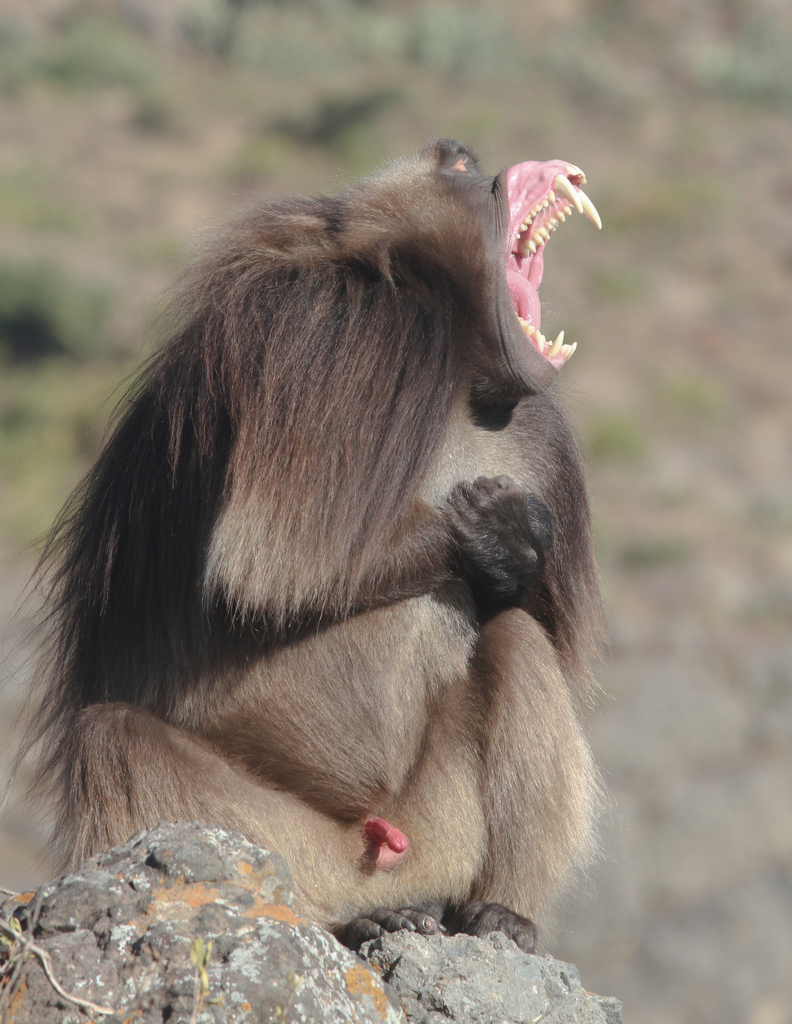 Gelada (Theropithecus gelada) - Know Your Mammals