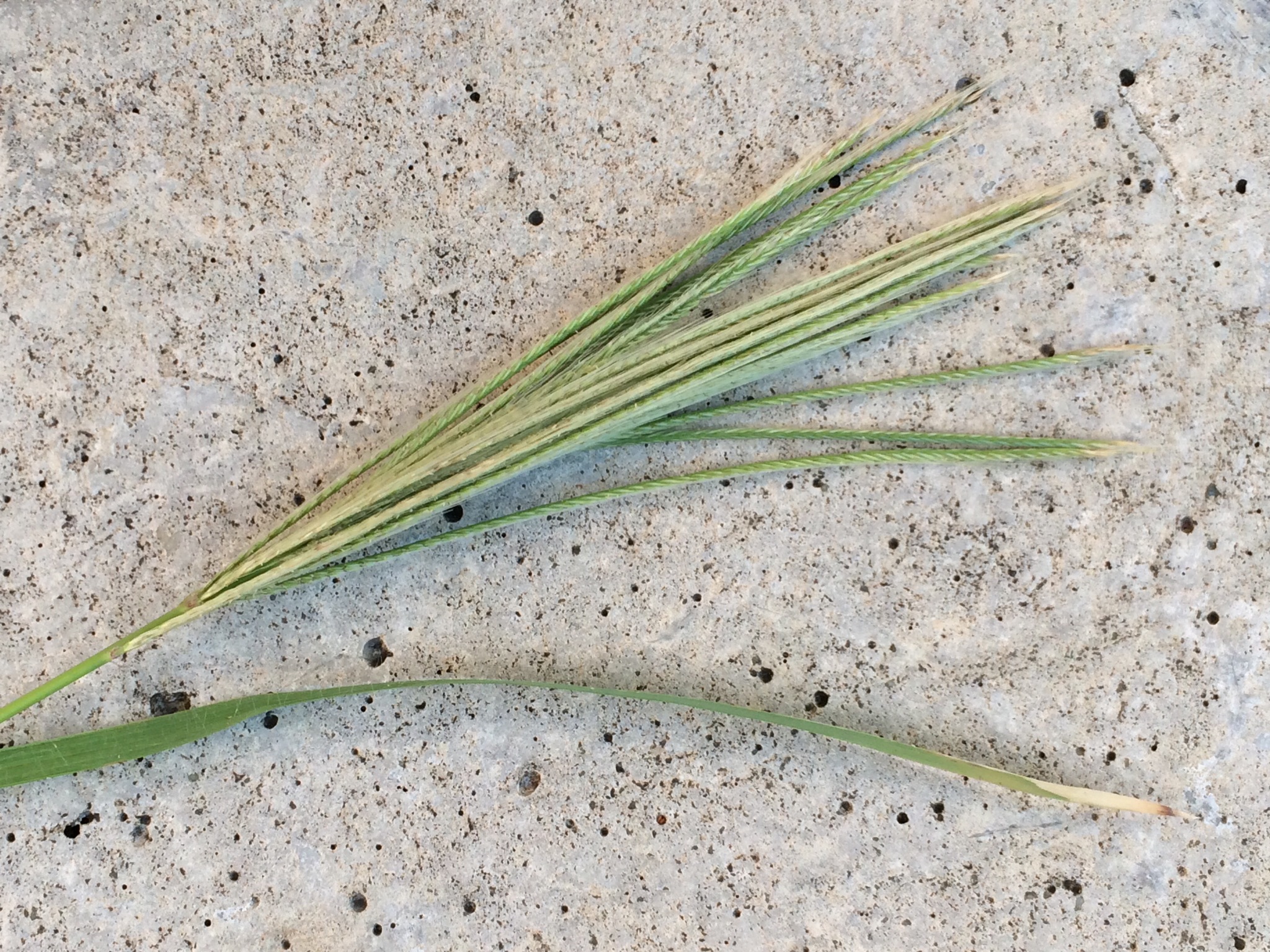 Chloris radiata (L.) Sw.