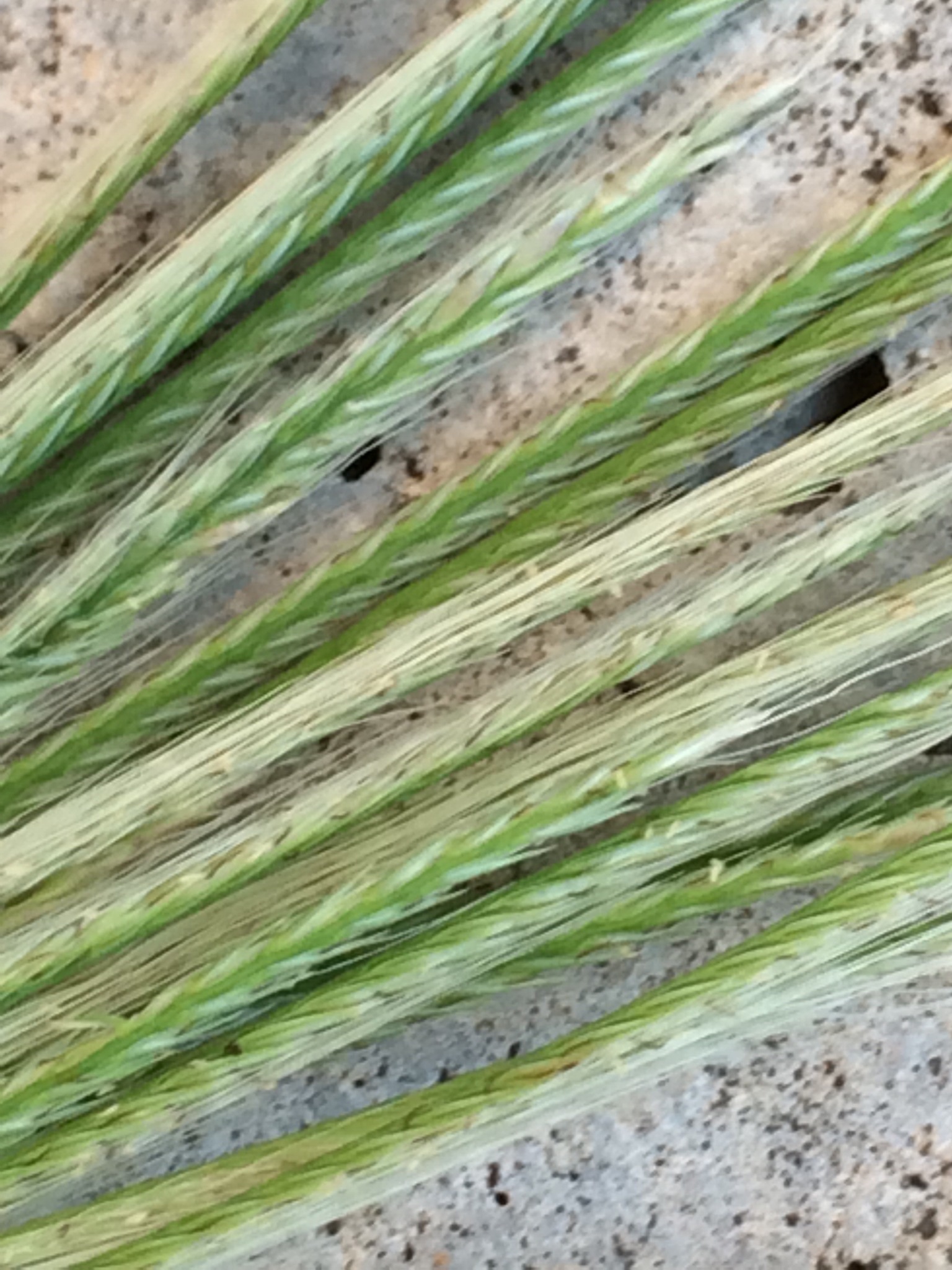 Chloris radiata (L.) Sw.