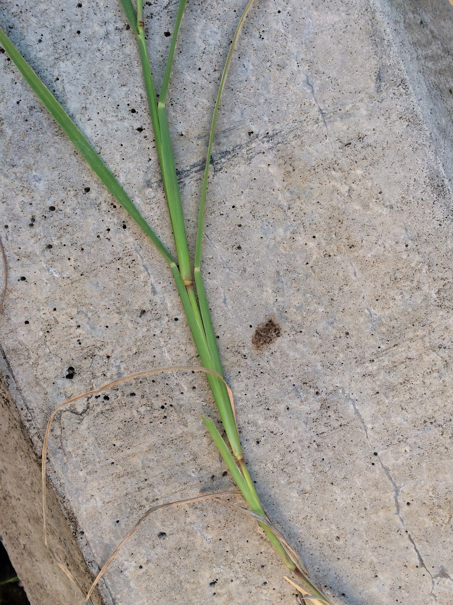 Chloris radiata (L.) Sw.