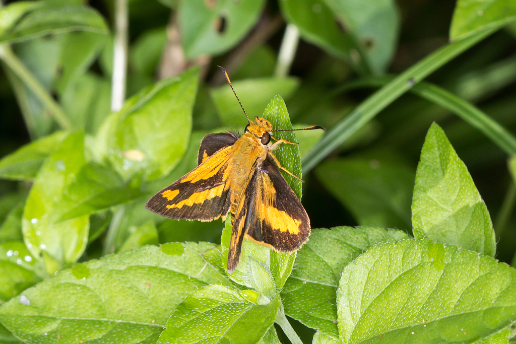 swamp darter from Brisbane QLD, Australia on April 02, 2018 at 08:56 PM ...