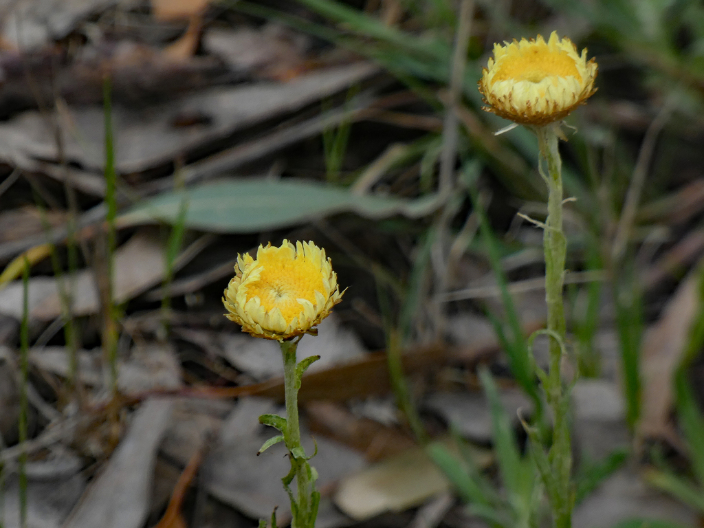 button everlasting from Lauriston Bushland Reserve, Lauriston VIC 3444 ...