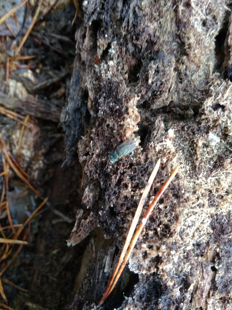 Calyptrate Flies from Каменецкий район, Беларусь on November 13, 2019 ...