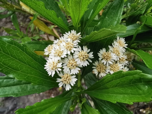 Psiadia dentata · iNaturalist Mexico