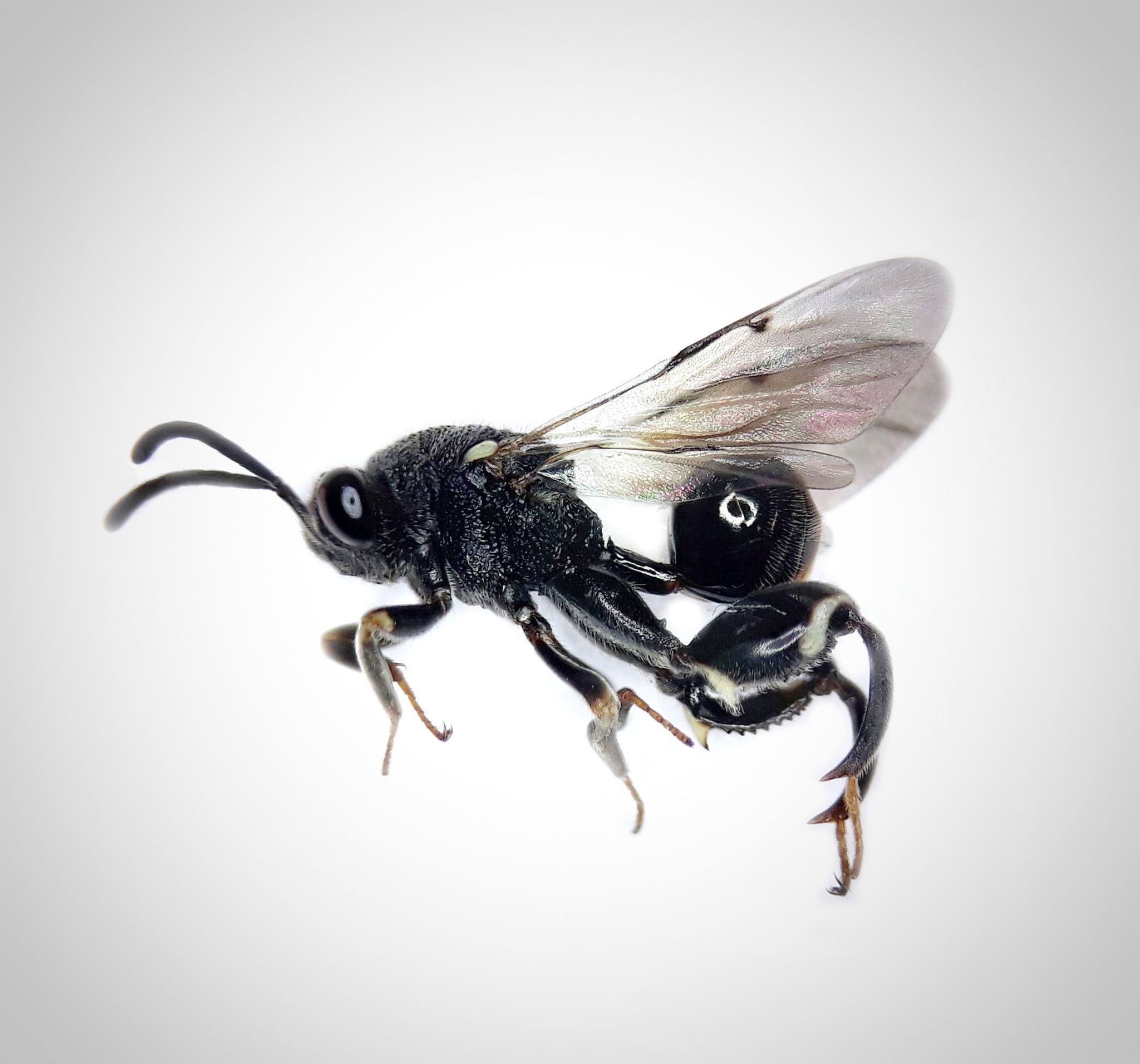 Chalcis biguttata Spinola, 1808