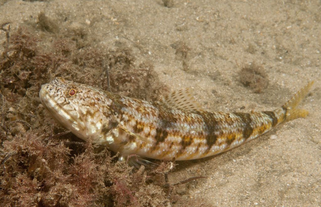 Bluestripe Lizardfish (Fishes of Chowder Bay, Sydney, Australia ...