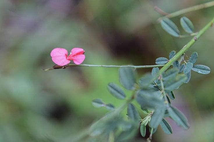 Indigofera laxeracemosa from eNkovukeni, South Africa on October 11 ...