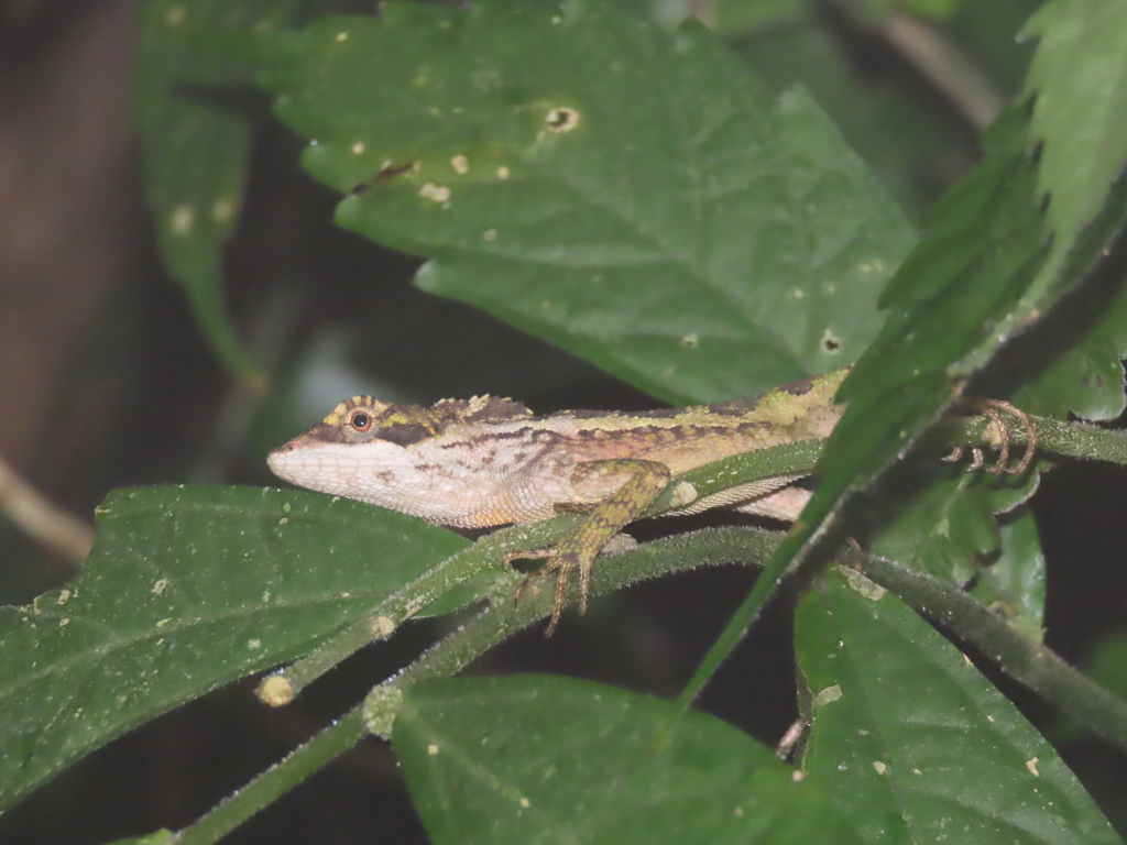 Diploderma polygonatum xanthostomum in November 2019 by 利承拔 · iNaturalist