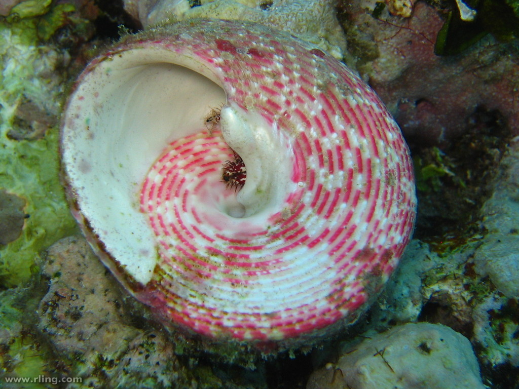 Trochus maculatus Linnaeus, 1758