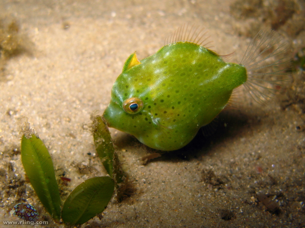 Filefishes (Monacanthidae) - Marine Life Identification