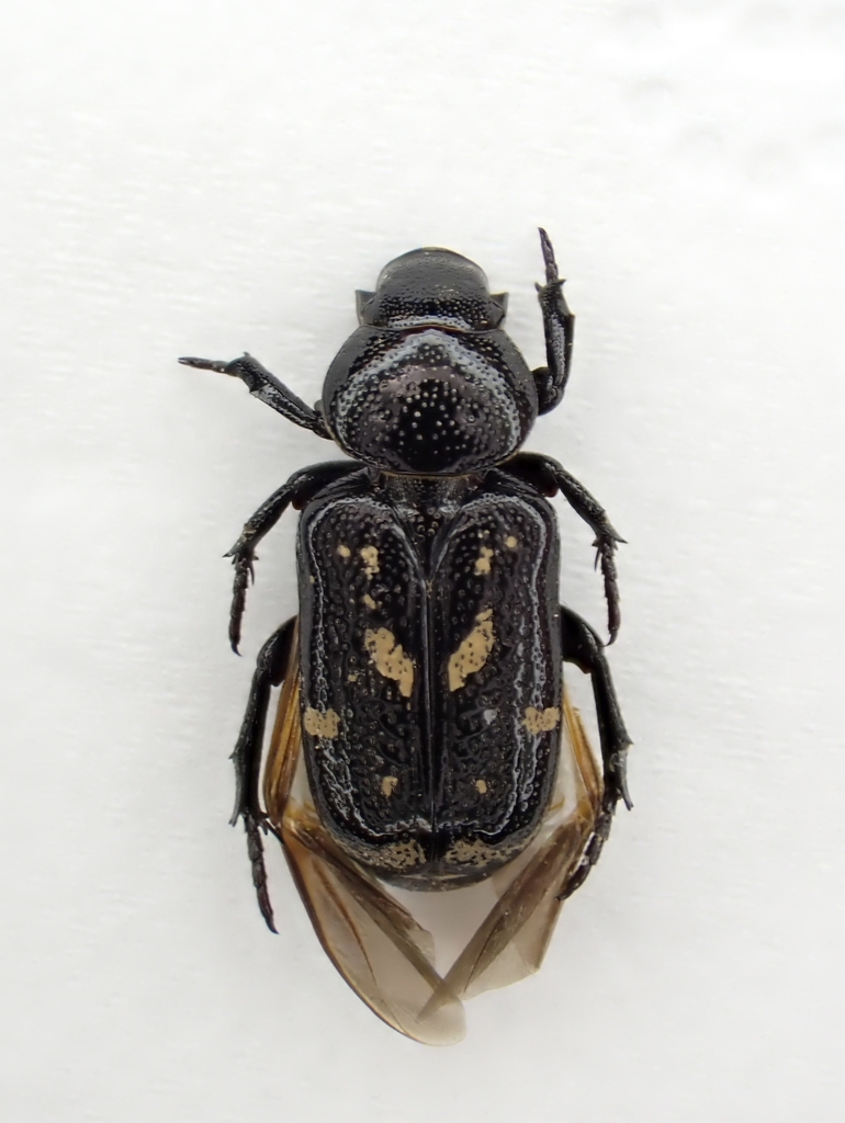 Clinterocera scabrosa from 山东外贸职业学院分校 on September 3, 2025 at 07:08 PM ...