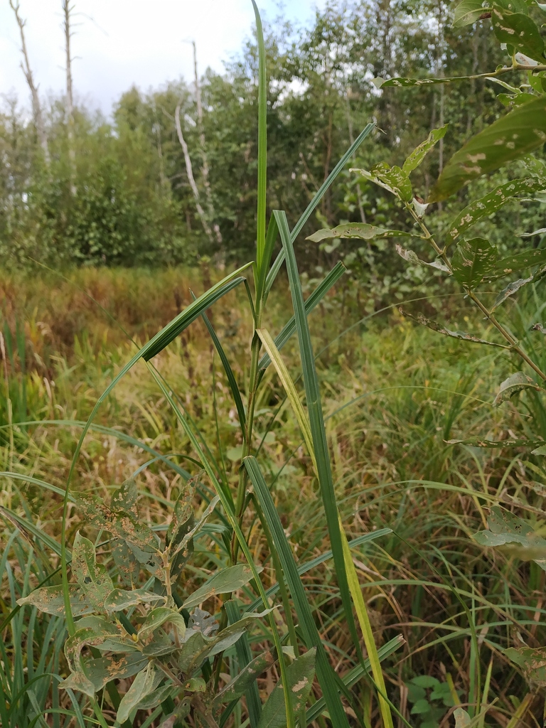 wheat sedge from Безобразово, Москва, Россия on September 15, 2019 at ...