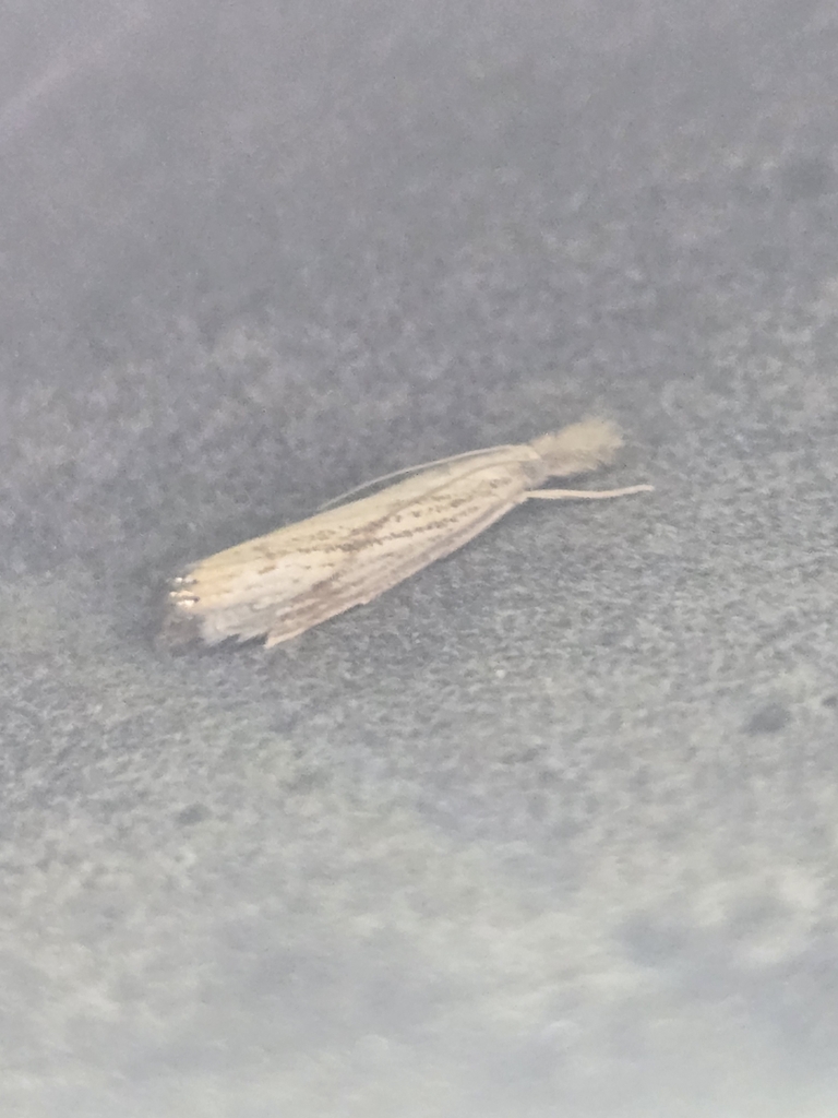 Lesser Vagabond Sod Webworm Moth from Erie, PA 16507, USA on September ...
