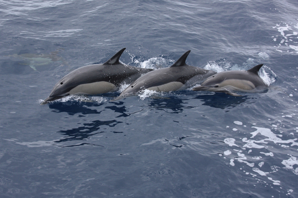 (Delphinus delphis delphis) - Marine Life Identification
