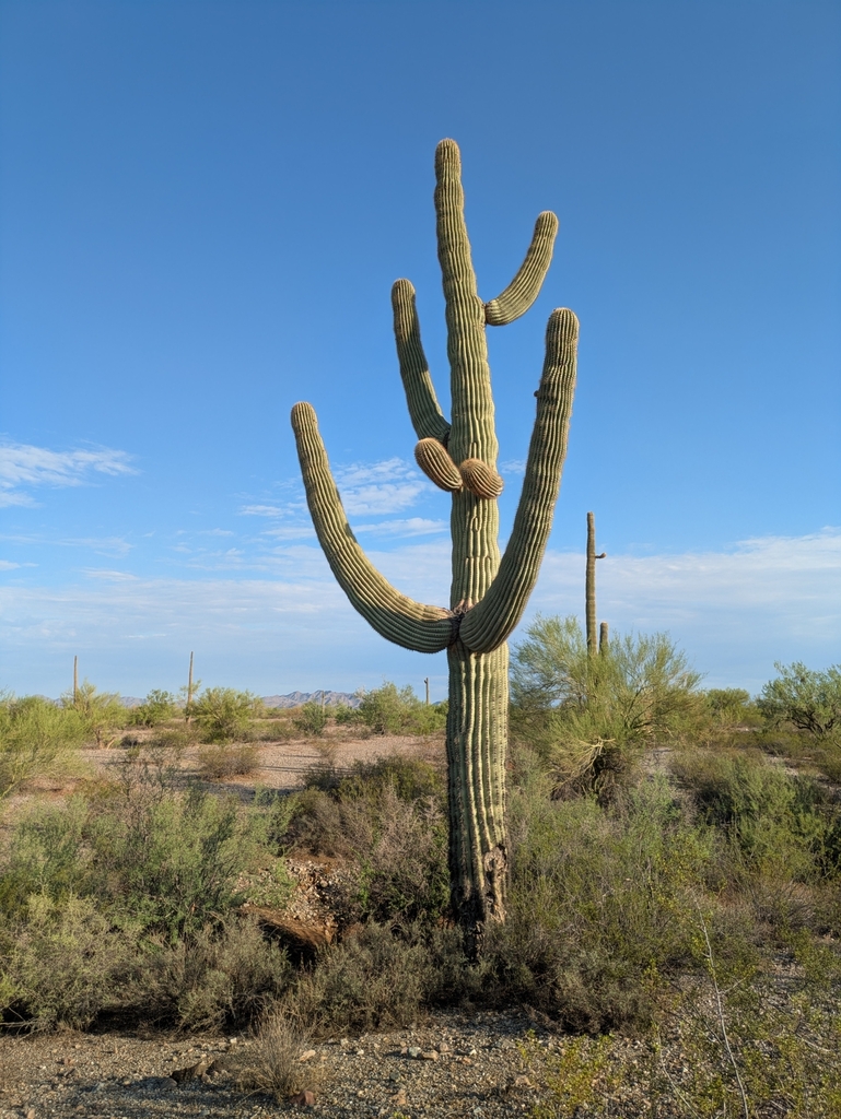 saguaro from Vekol Valley, Sonoran Desert National Monument on ...