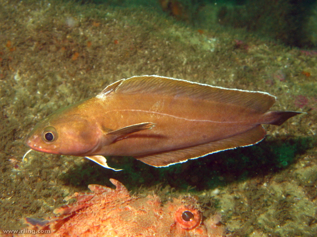Largetooth Beardie (Fishes of Port Phillip Bay, Victoria) · iNaturalist