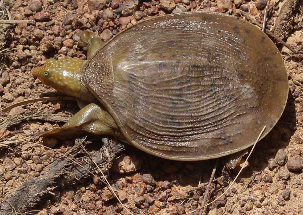 Senegal Flapshell Turtle in June 2013 by ONG OeBenin · iNaturalist
