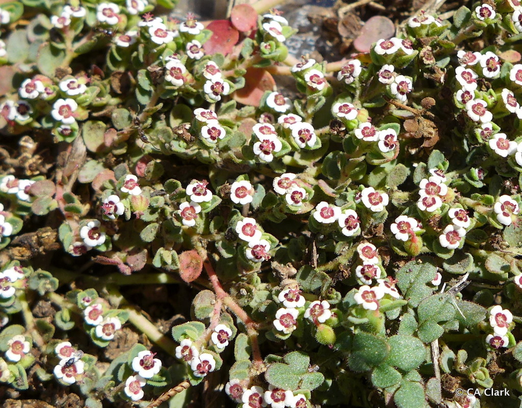 (Euphorbia polycarpa polycarpa) - Botanical Realm