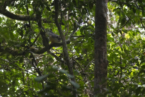 Golden-bellied Crowned Monkey (Subspecies Cercopithecus pogonias ...