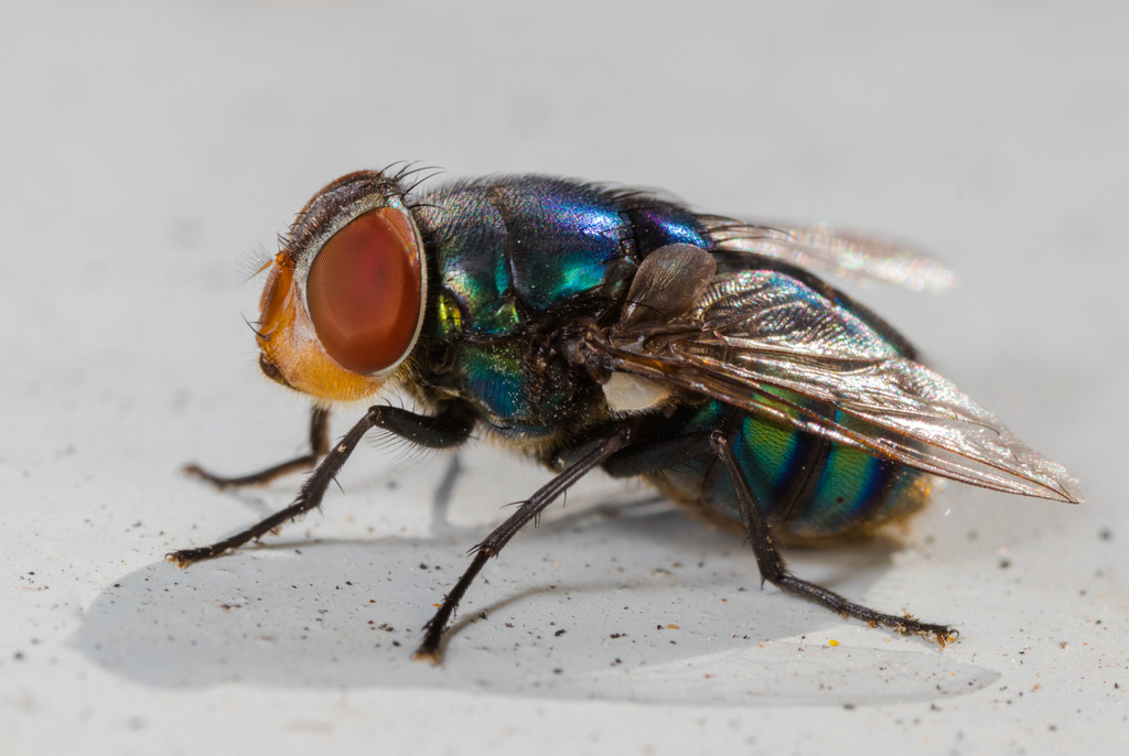 Oriental Latrine Fly from North Point, Hong Kong on November 11, 2019 ...