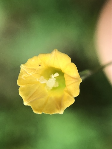 Trompillo (Ipomoea minutiflora)