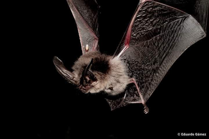 Mexican Big-eared Bat in May 2018 by Eduardo Gámez · iNaturalist