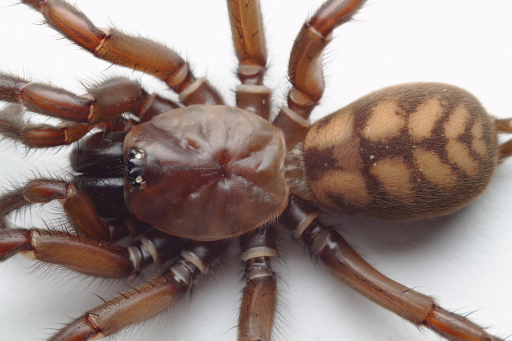 Banded Tunnelweb Spiders from Tanners Point 3177, New Zealand on ...