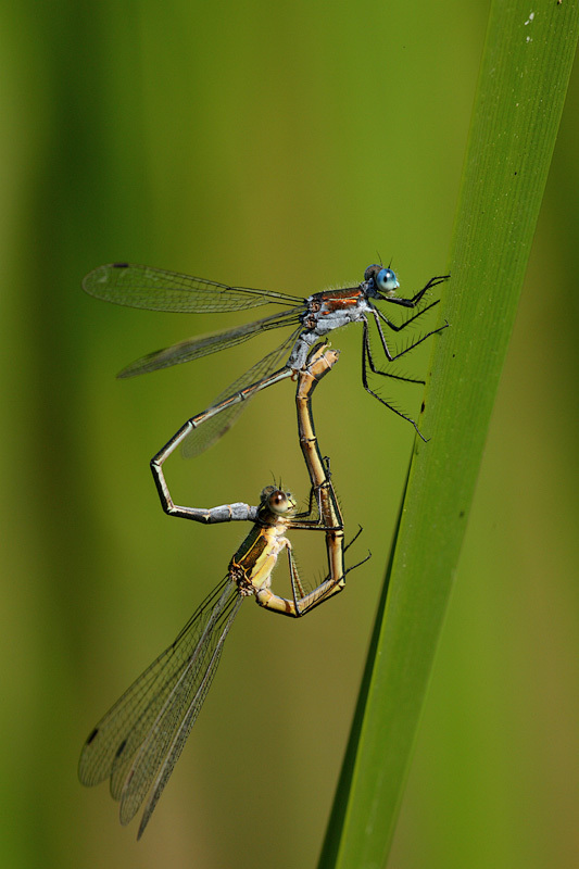 Лютка-наречена (Odonata of Ukraine / Бабки України) · iNaturalist