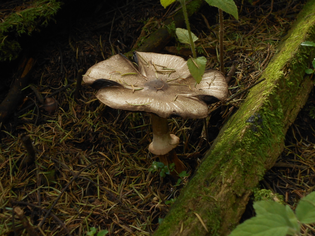 Blushing Wood Mushroom from Ocuilan, MX-MX, MX on August 31, 2019 at 12 ...