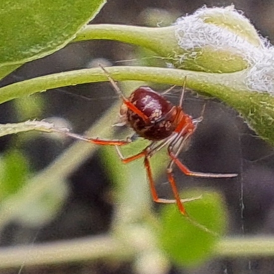 Theridiinae from Langeberg Local Municipality, South Africa on ...